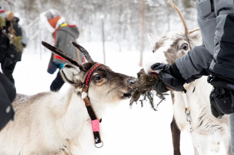 KIRUNA: Sami Reindeer Experience - Final Thoughts: A Genuine Arctic Encounter