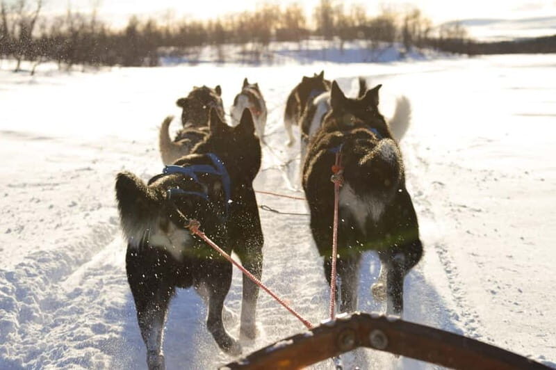 Kiruna: Self-drive Husky Morning Tour - Starting Point and Logistics