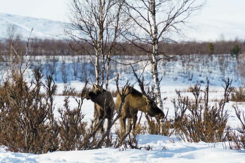 Kiruna: Small Group Snowmobile with Snacks - Final Thoughts