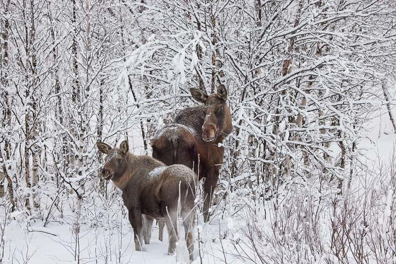 Kiruna: Wildlife and nature photography - An In-Depth Look at the Tour Experience
