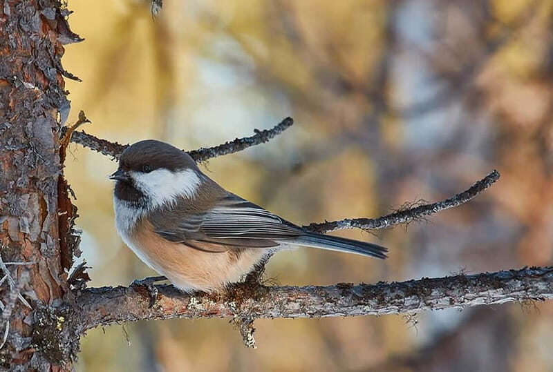 Kiruna: Wildlife and nature photography - The Sum Up: Is It Worth It?