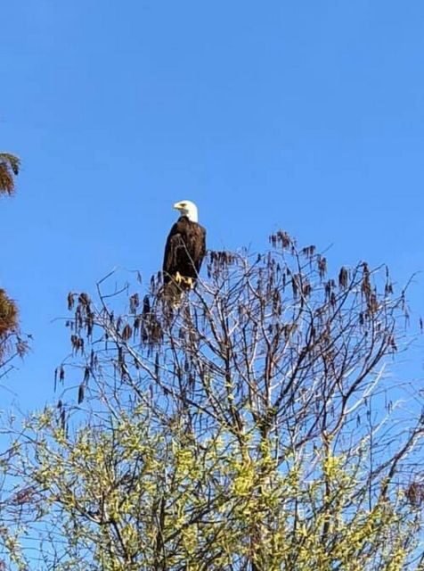 Kissimmee: 1 Hour Florida Everglades Pontoon Boat Tour - What to Expect from the Everglades Pontoon Tour