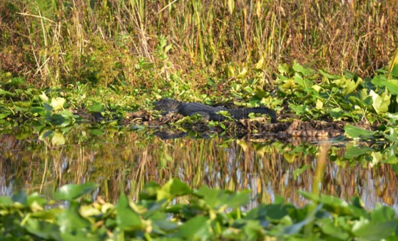 Kissimmee: 1 Hour Florida Everglades Pontoon Boat Tour - The Experience in Detail