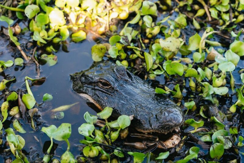 Kissimmee: Everglades Airboat Adventure Tour - Final Thoughts: Is This Tour Worth It?