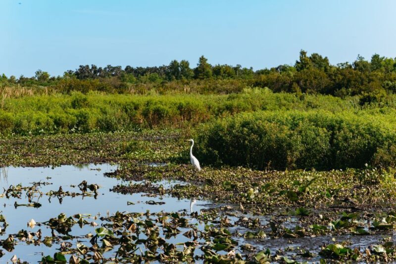 Kissimmee: Everglades Airboat Adventure Tour - Frequently Asked Questions