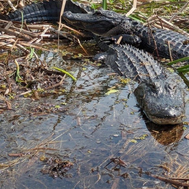 Kissimmee: Everglades Alligator and Wildlife Airboat Tour - The Experience: What You Can Expect