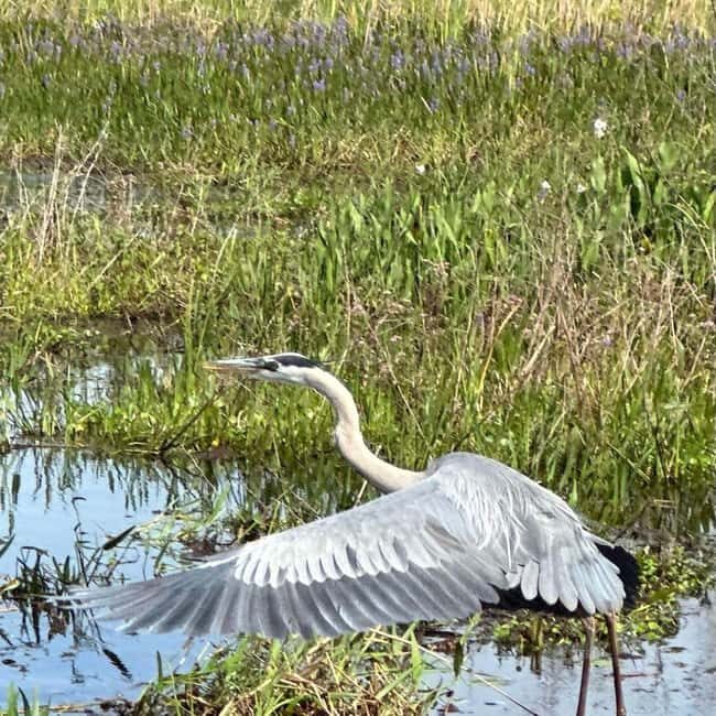 Kissimmee: Everglades Alligator and Wildlife Airboat Tour - Practical Tips for Travelers