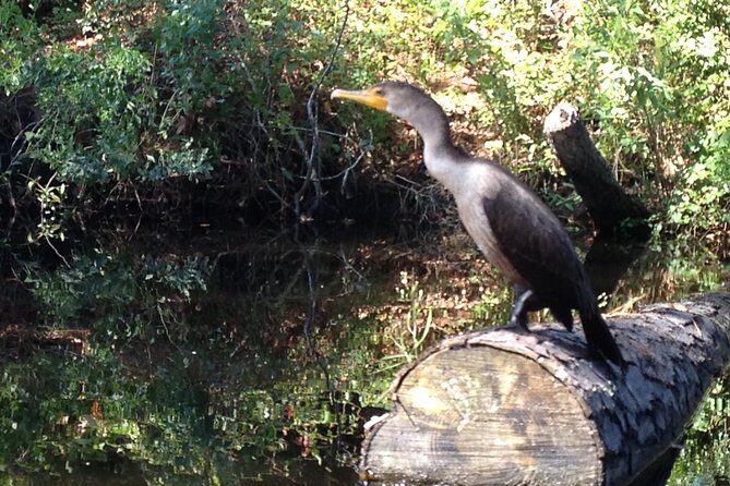 Kitty Hawk Maritime Forest Kayak Tour - Who Should Consider This Tour?