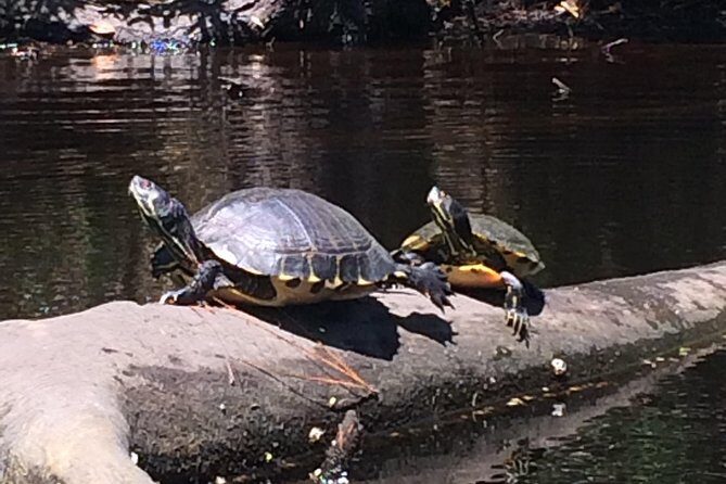 Kitty Hawk Maritime Forest Kayak Tour - FAQs