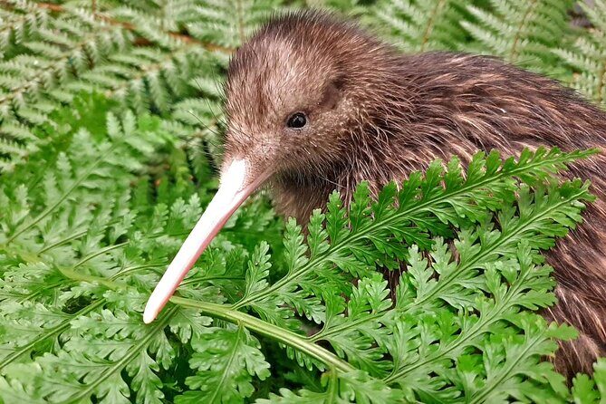 Kiwi Night Encounter at Nga Manu Nature Reserve - Key Points