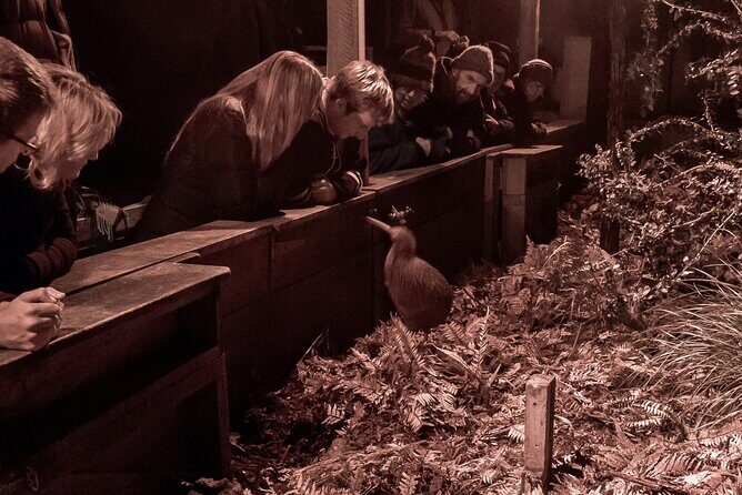 Kiwi Night Encounter at Nga Manu Nature Reserve - A Detailed Look at the Kiwi Night Encounter
