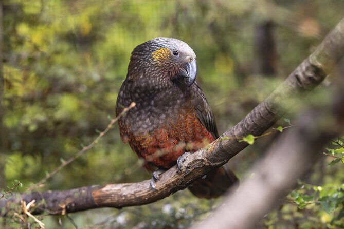 Kiwi Park Queenstown Admission - Frequently Asked Questions