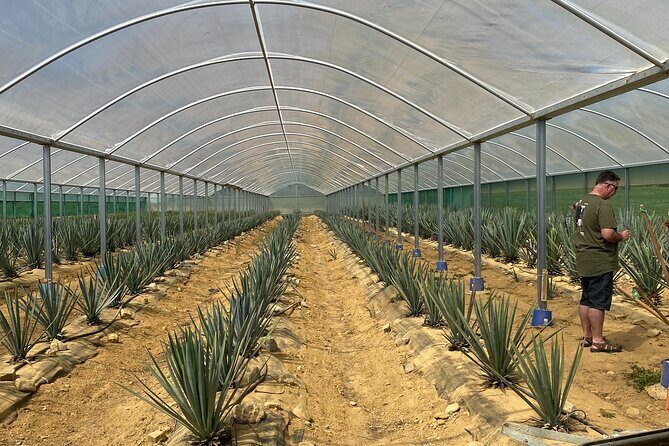 Kiwi Spirit Distillery Golden Bay - Visit New Zealand's only Tequila Farm! - The Itinerary: A Closer Look