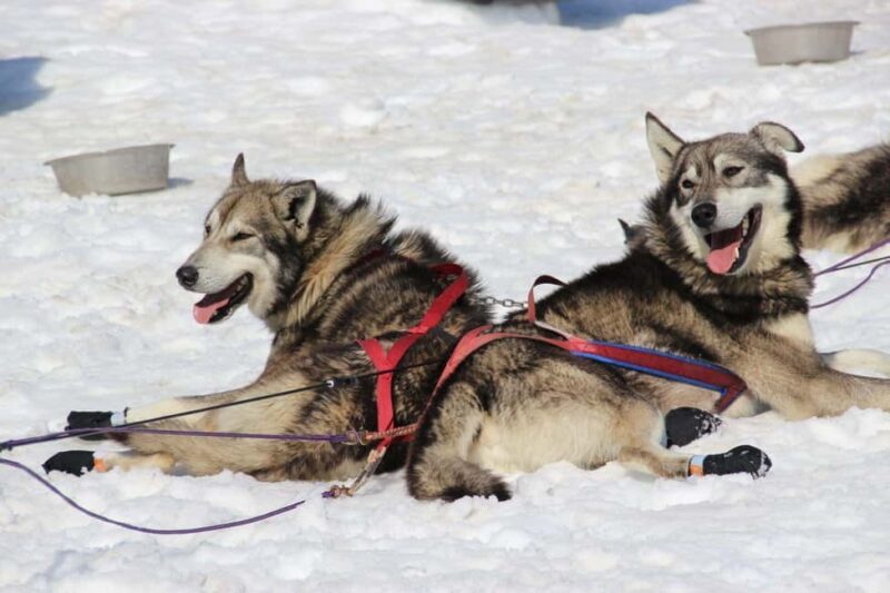 Knik: Winter Dog Sledding Tour - Knik: Winter Dog Sledding Tour — An Authentic Alaskan Adventure