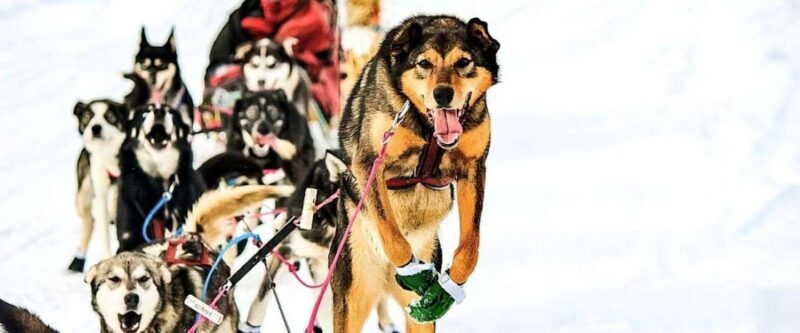 Knik: Winter Dog Sledding Tour - Key Points