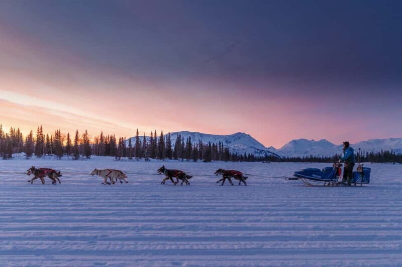 Knik: Winter Dog Sledding Tour - The Experience: What You Can Expect