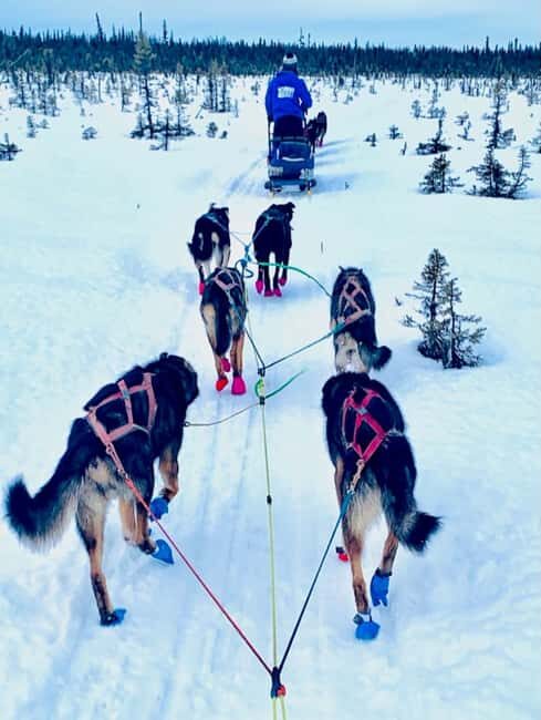Knik: Winter Dog Sledding Tour - The Equipment and Training Insights