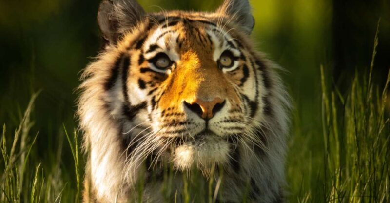 Knowsley: Safari Entry Tickets - Key Points