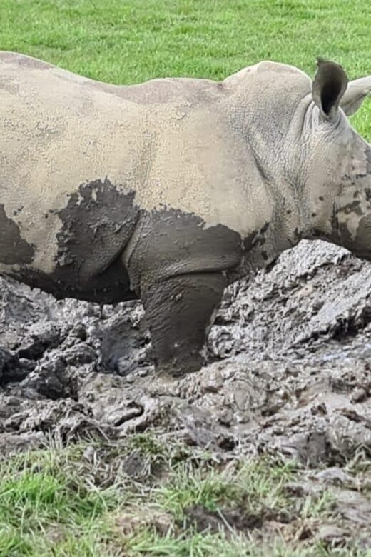 Knowsley: Safari Entry Tickets - Exploring the Safari Drive