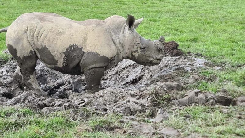 Knowsley: Safari Entry Tickets - The Lake Walk and Relaxation