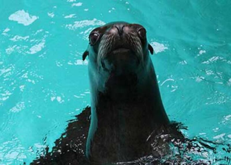 Knowsley: Safari Entry Tickets - Accessibility and Practical Tips