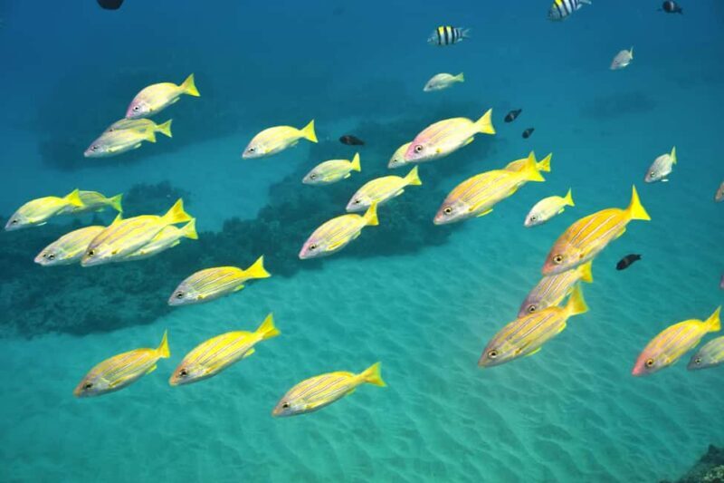 Ko Olina Exclusive Snorkel + Lunch - Who Will Love This Tour?