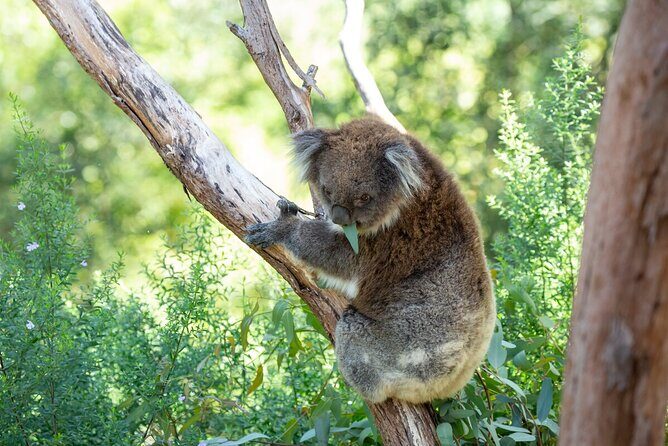 Koala Experience at Healesville Sanctuary - excl. entry - Is It Worth the Price?