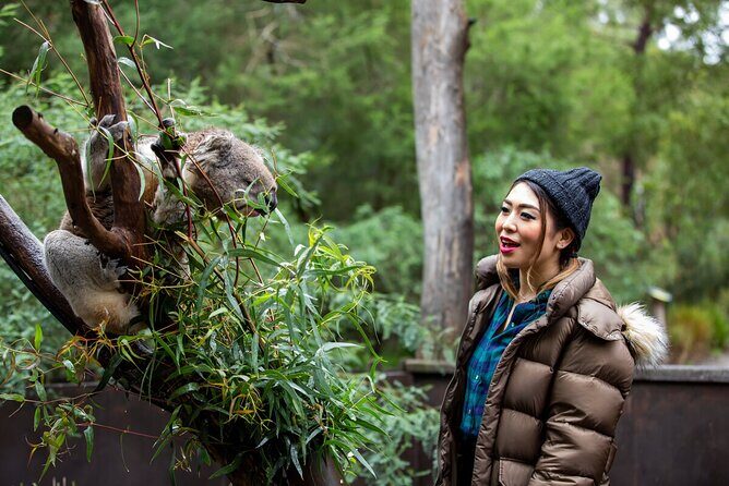 Koala Experience at Healesville Sanctuary - excl. entry - Who Should Consider This Tour?