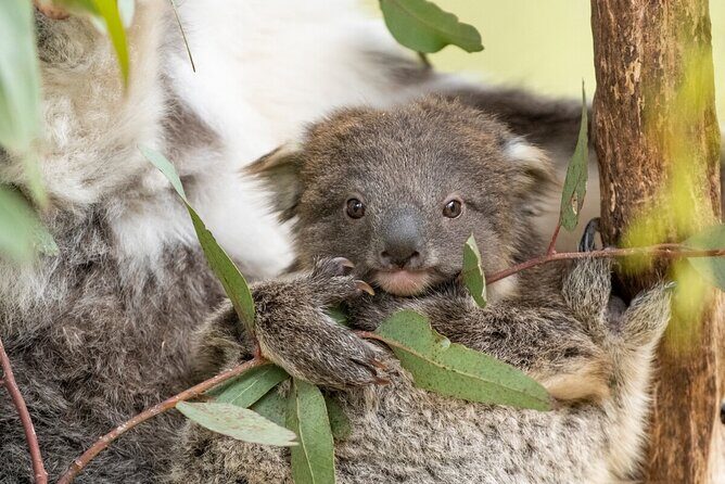 Koala Experience at Healesville Sanctuary - excl. entry - Final Thoughts: Is the Koala Experience at Healesville Sanctuary Worth It?