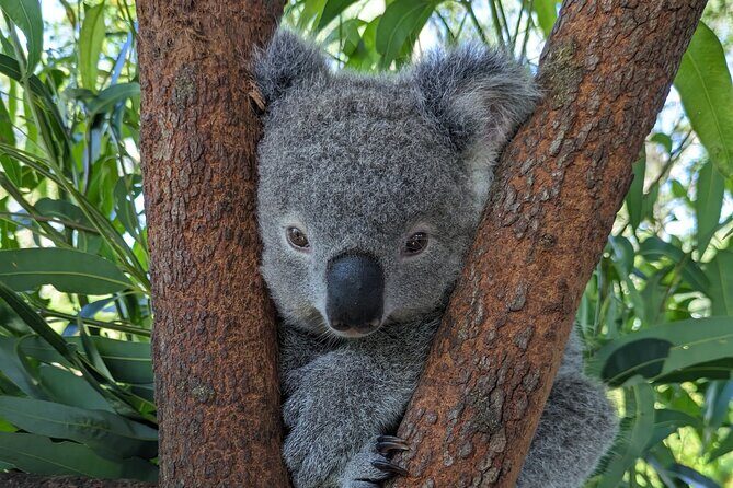 Koala & Kangaroos Experience, Waterfalls and Scenic Train Journey - What’s Included & What to Keep in Mind