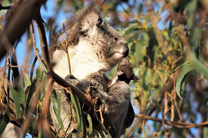 Koala Walking Tour in Kangaroo Island - An In-Depth Look at the Koala Walking Tour
