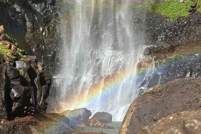 Koalas, 6 Springbrook Waterfalls and Natural Bridge Day Tour - Small Group Size and Guides