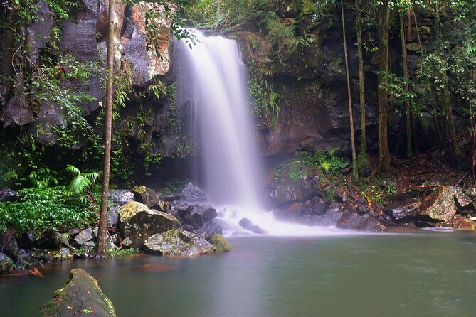 Koalas, Glow Worms & Kangaroos - Nature & Rainforest Walk - Introduction: Exploring the Gold Coast’s Wildlife Night Tour