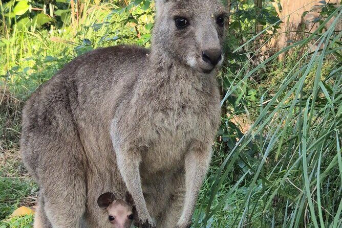 Koalas, Glow Worms & Kangaroos - Nature & Rainforest Walk - Final Thoughts: Is This Tour Worth It?