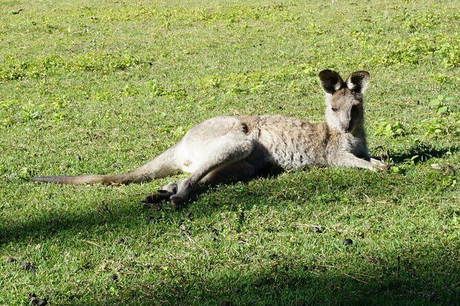 Koalas, Glow Worms & Kangaroos - Nature & Rainforest Walk - FAQ: Common Questions Answered