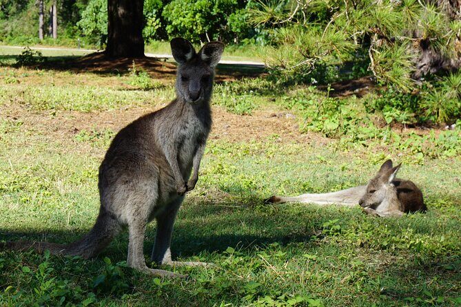 Koalas, Glow Worms & Kangaroos - Nature & Rainforest Walk - Final Verdict