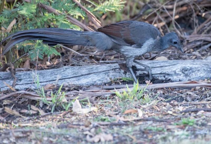 Koalas, Kangaroos and Lyrebirds - Exploring Koalas, Kangaroos, and Lyrebirds: A Detailed Review
