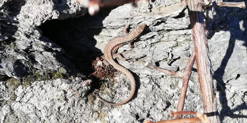 Koblenz: The Living Vineyard, Nature & Wine Enjoyment - Key Points  