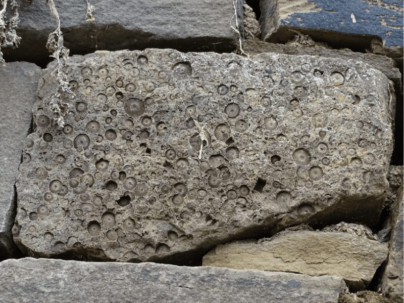 Koblenz: The Living Vineyard, Nature & Wine Enjoyment - Who Is This Tour Best For?  