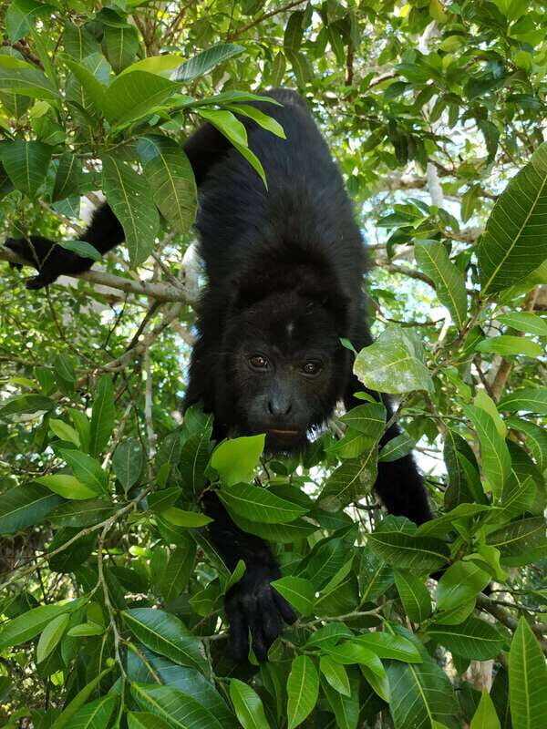 Kohunlich Mayan Ruins: With Professional Native Guides - Who Would Love This Tour?