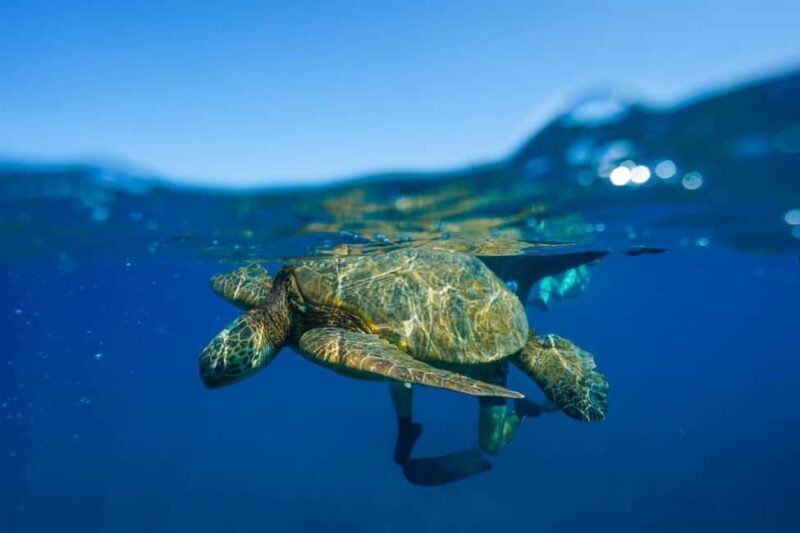 Kona Afternoon Dolphin Watch & Snorkel on the Big Isand - The Sum Up