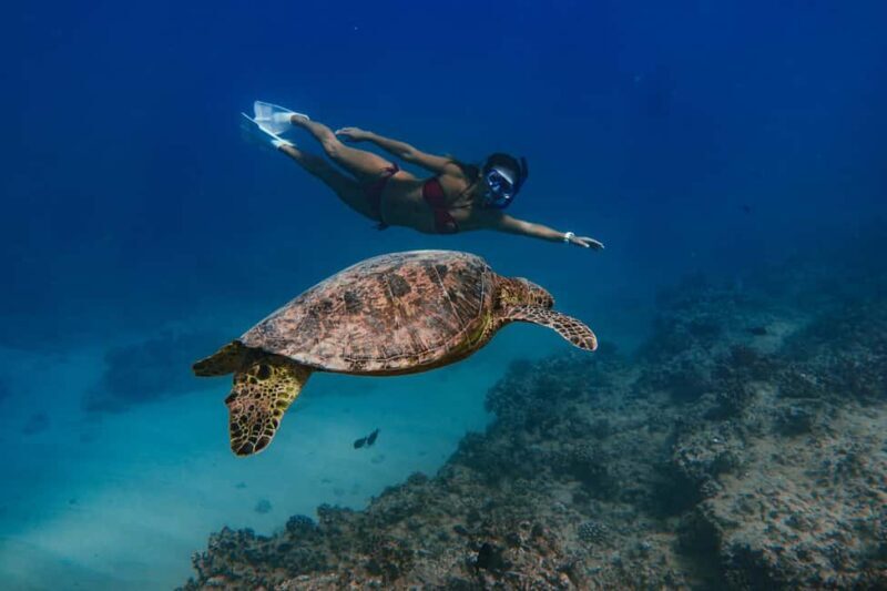 Kona Afternoon Dolphin Watch & Snorkel on the Big Isand - FAQ