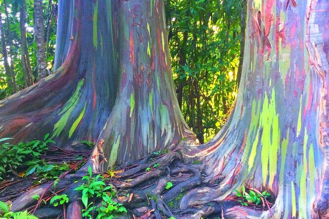 Kona Cloud Forest and Coffee Tour with Sea Turtle Beach Visit - Introduction