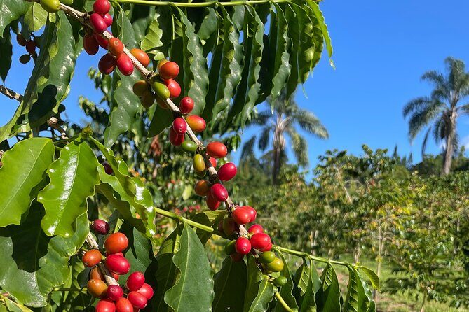 Kona Cloud Forest and Coffee Tour with Sea Turtle Beach Visit - Practical Insights and Considerations