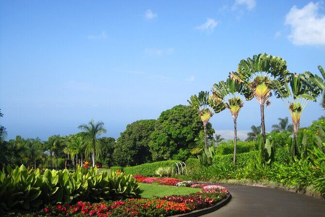 Kona Cloud Forest and Coffee Tour with Sea Turtle Beach Visit - Who Will Love This Tour?