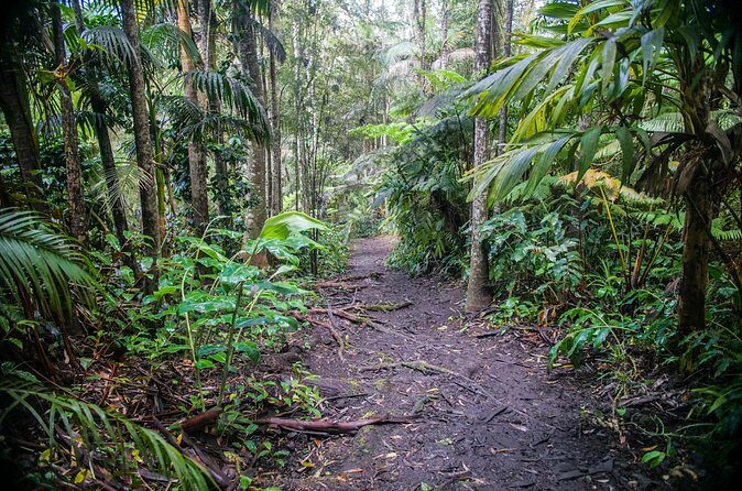 Kona Cloud Forest Sanctuary Pantropical Tour (1.5 hrs) - Who Should Consider This Tour?