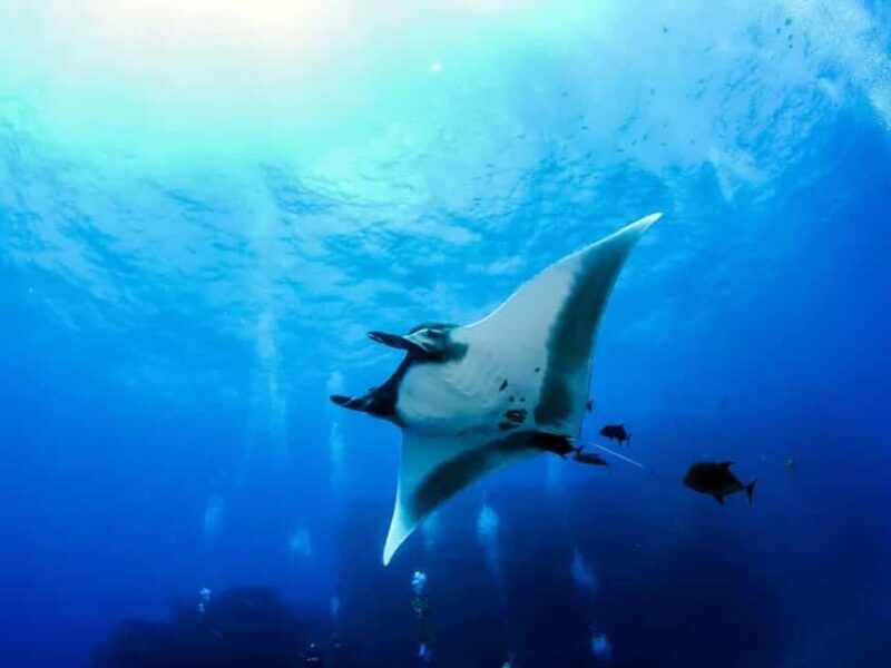 Kona: Manta Ray Night Snorkel Adventure - What is the Kona Manta Ray Night Snorkel?