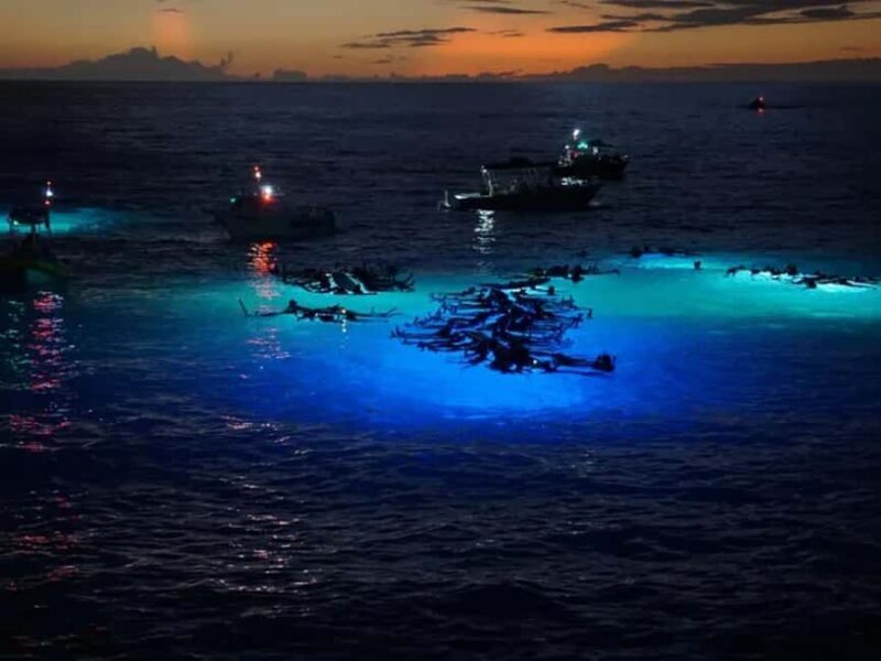 Kona: Manta Ray Night Snorkel Adventure - What’s Included and What You Need to Know