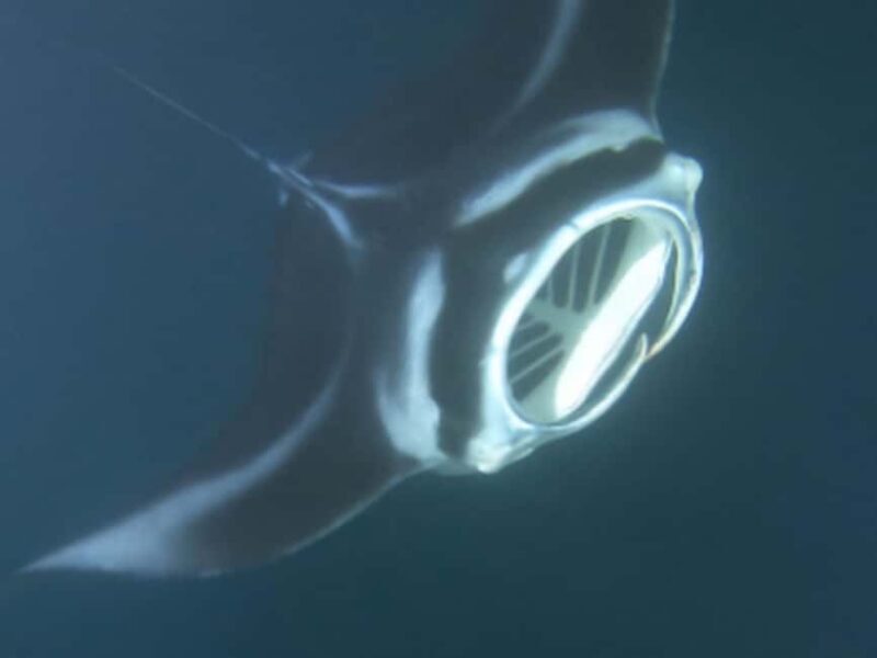 Kona: Manta Ray Night Snorkel Adventure - Who Is This Tour Best For?