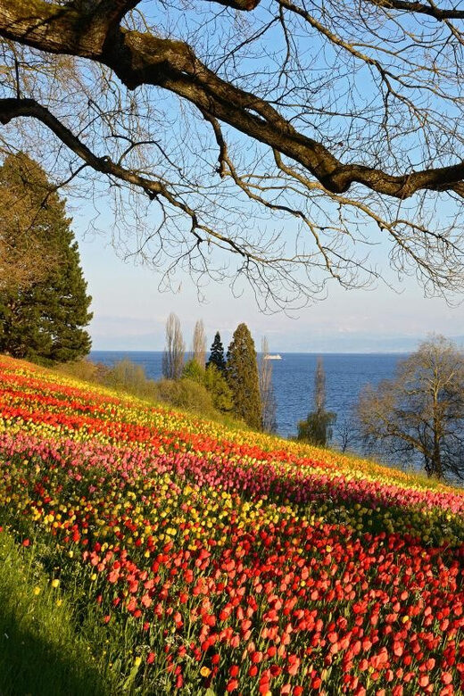 Konstanz: Mainau Island Entry Ticket - Exploring Mainau Island: A Detailed Look